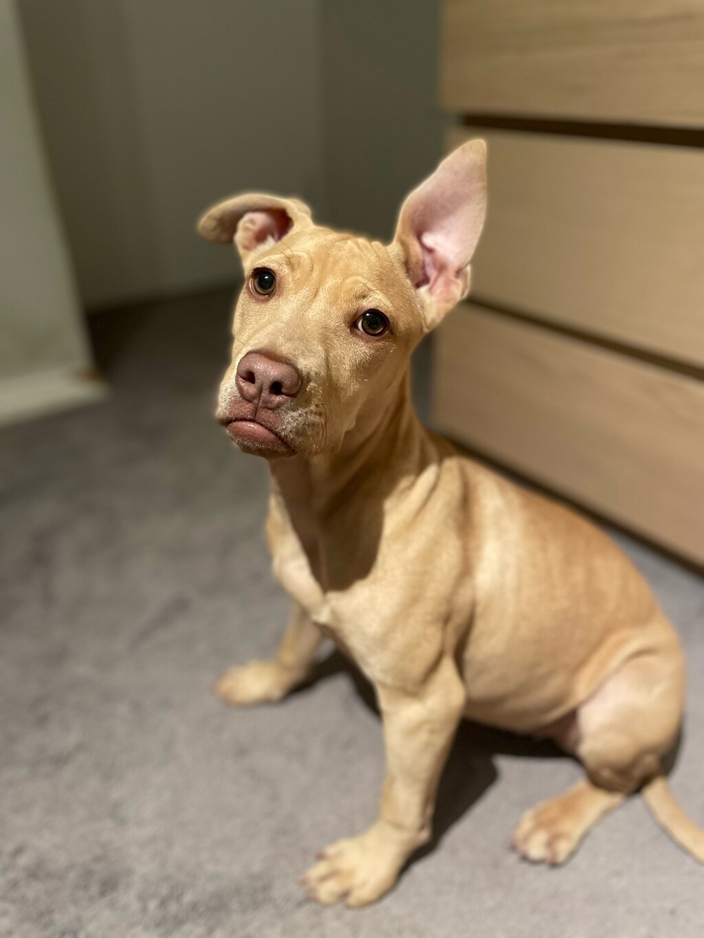 Macy - Medium Female American Staffy Mix Dog in WA - PetRescue