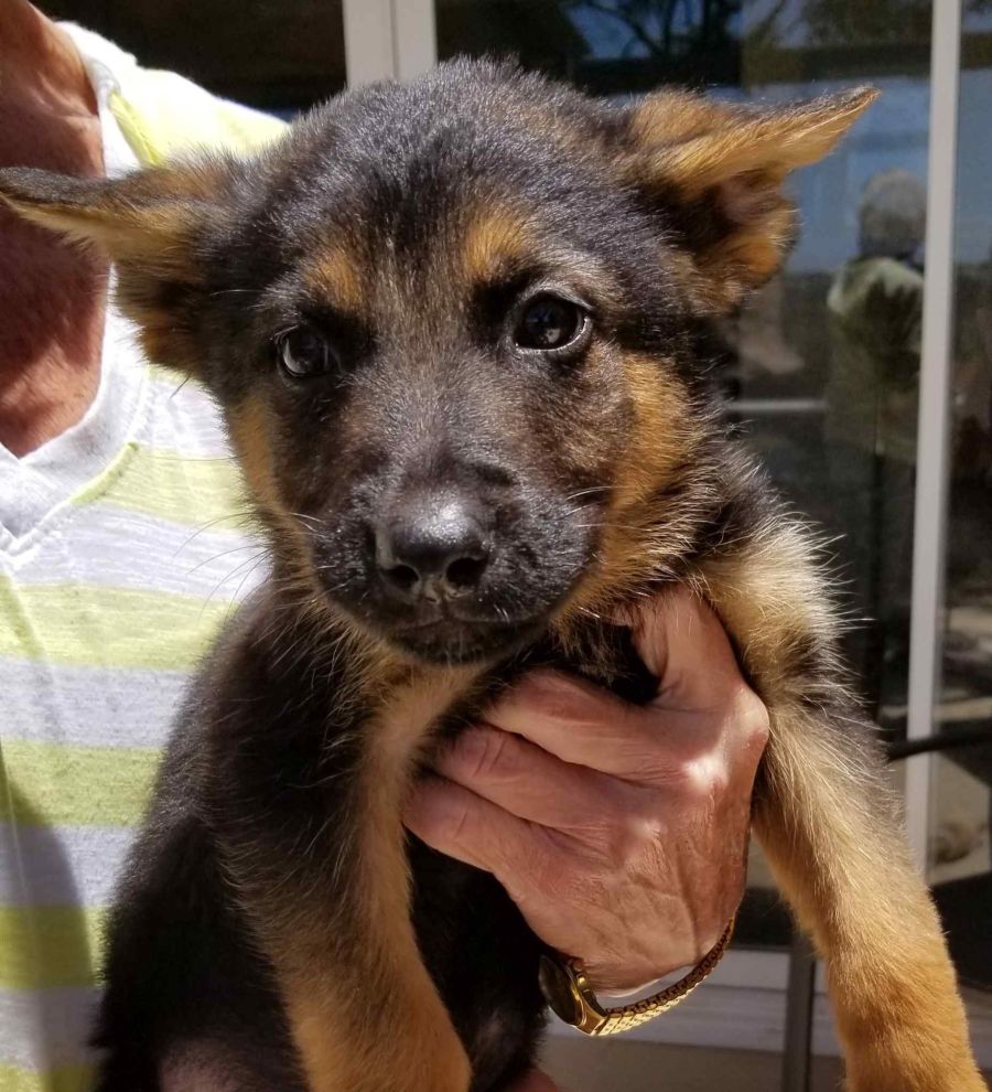 Teddy - Medium Male German Shepherd x Kelpie Mix Dog in NSW - PetRescue
