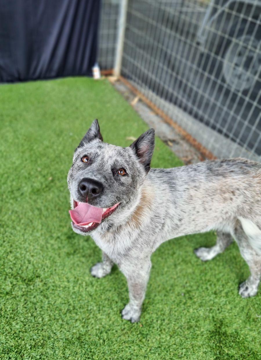 Wolfy - Medium Male Australian Cattle Dog Dog in NSW - PetRescue