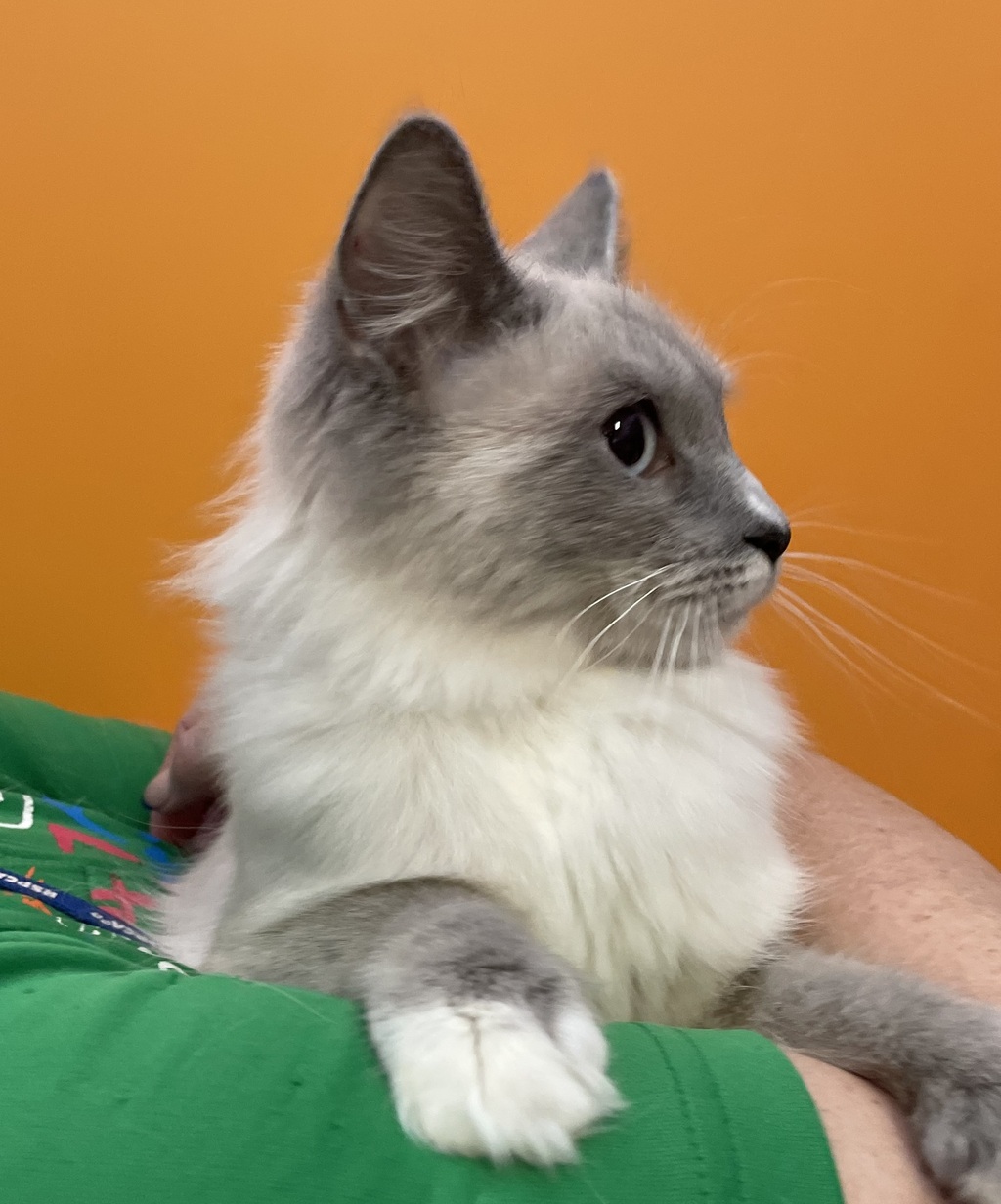 Audrey - Female Ragdoll Mix Cat in QLD - PetRescue