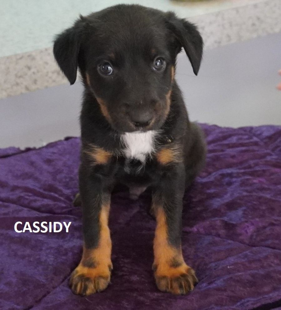 Cassidy - Small Male Cross breed Dog in WA - PetRescue