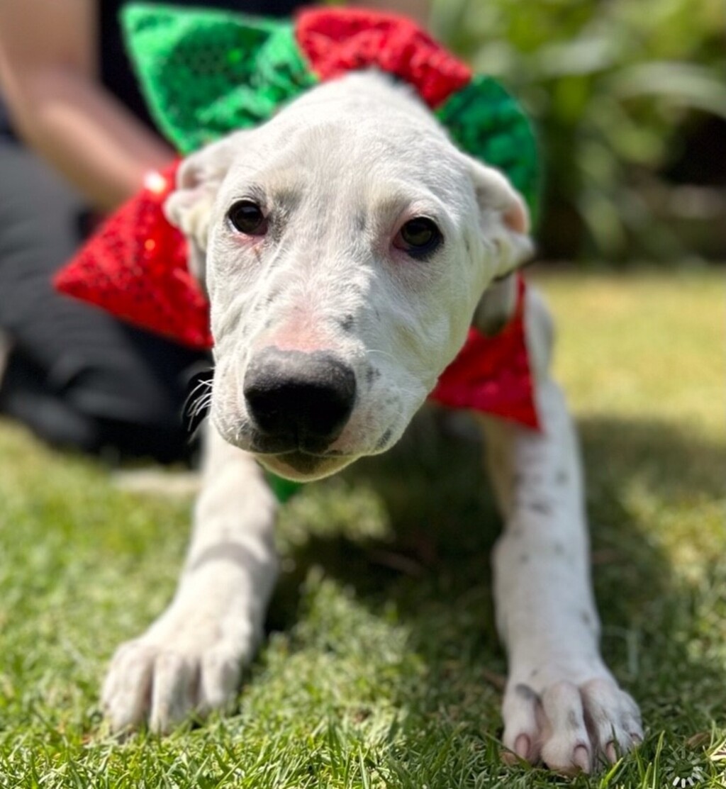 Dasher - Medium Male Greyhound x Staghound Mix Dog in VIC - PetRescue
