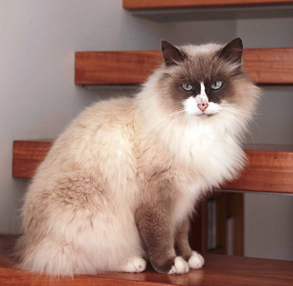 Louie - Male Ragdoll Cat in WA - PetRescue