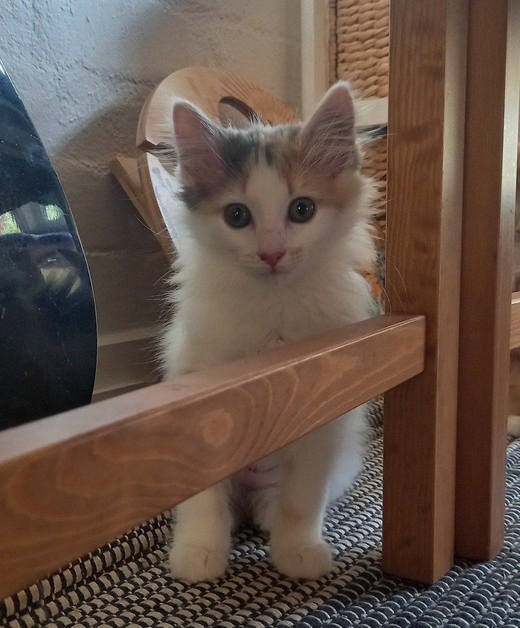 Spirit - Female Dmh Mix Cat in VIC - PetRescue