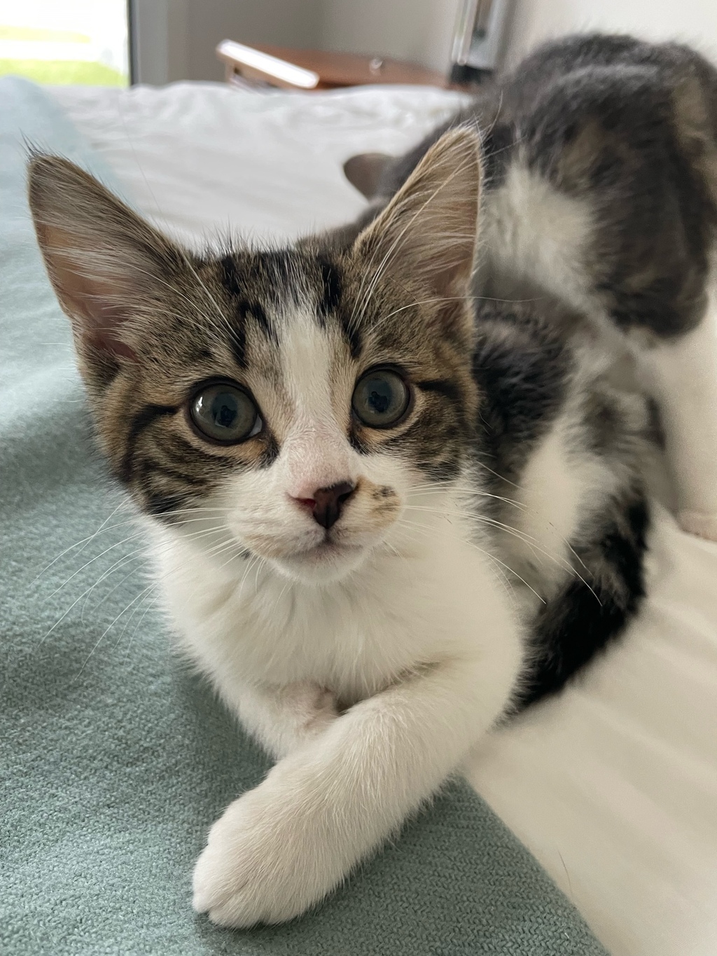 Brooklyn - Male Dsh Mix Cat in VIC - PetRescue
