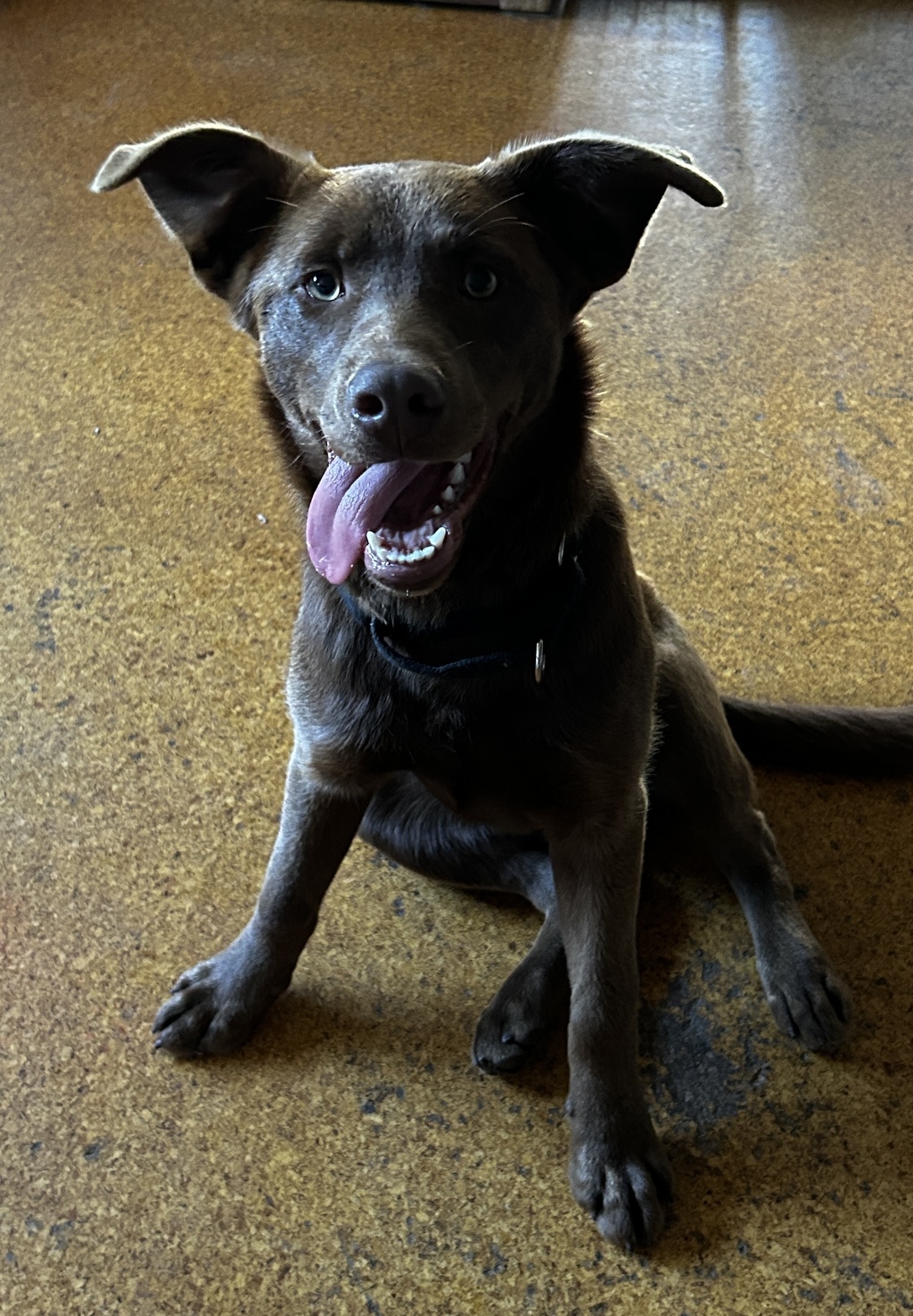 Jagger - Medium Male Kelpie x Labrador Mix Dog in NSW - PetRescue