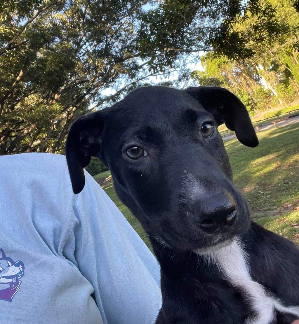 Nugget - Large Male Bull Arab x Rhodesian Ridgeback Mix Dog in QLD ...