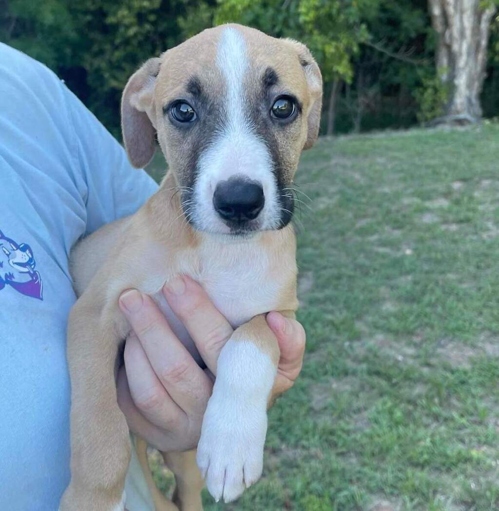 Dennis - Large Male Bull Arab x Rhodesian Ridgeback Mix Dog in QLD ...