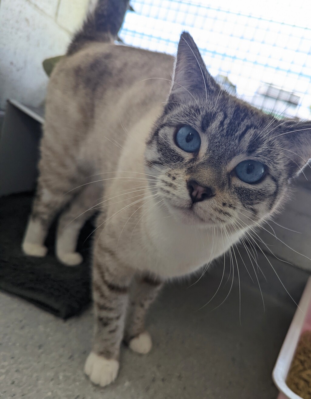 Cupcake - Female Layanese Mix Cat in QLD - PetRescue