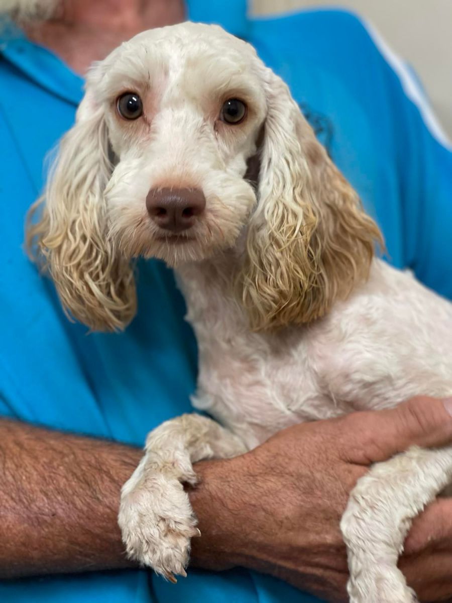 Gerard - Small Male Cavalier King Charles Spaniel x Poodle Dog in QLD ...