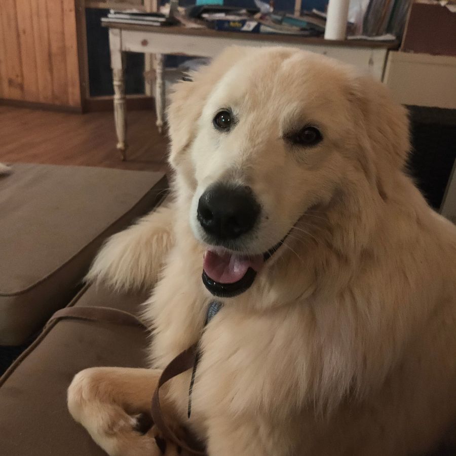 Lulu - Large Female Maremma Sheepdog Dog in VIC - PetRescue
