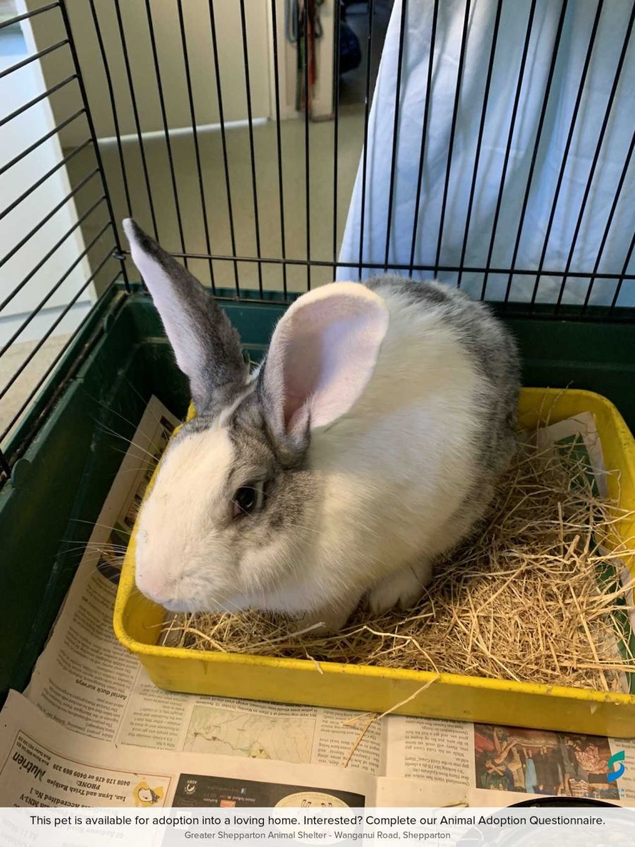Tonka - Male Flemish Giant Rabbit in VIC - PetRescue