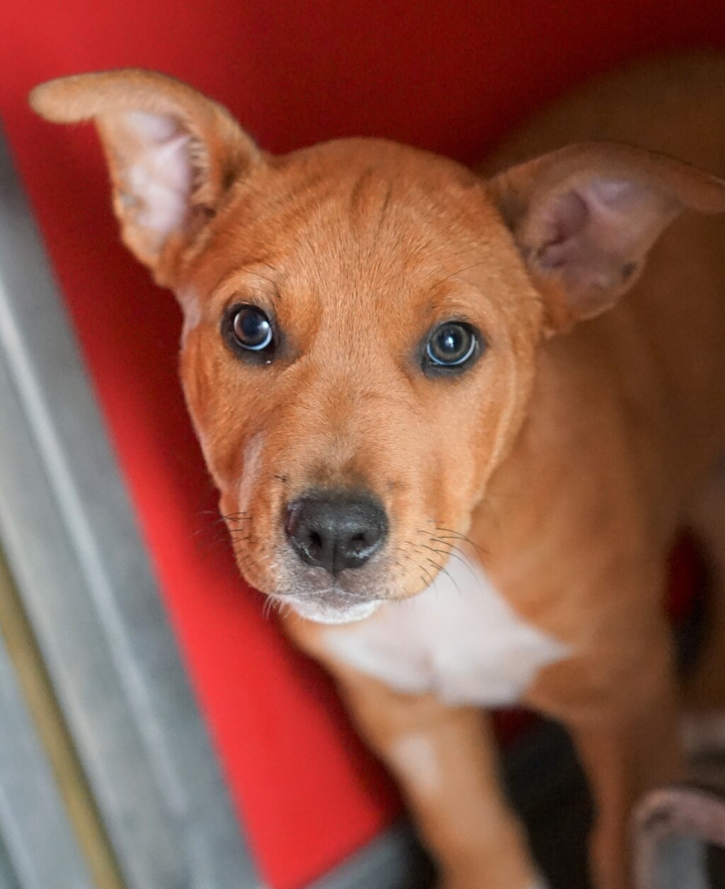 Beau - Large Male Bull Arab Mix Dog in QLD - PetRescue