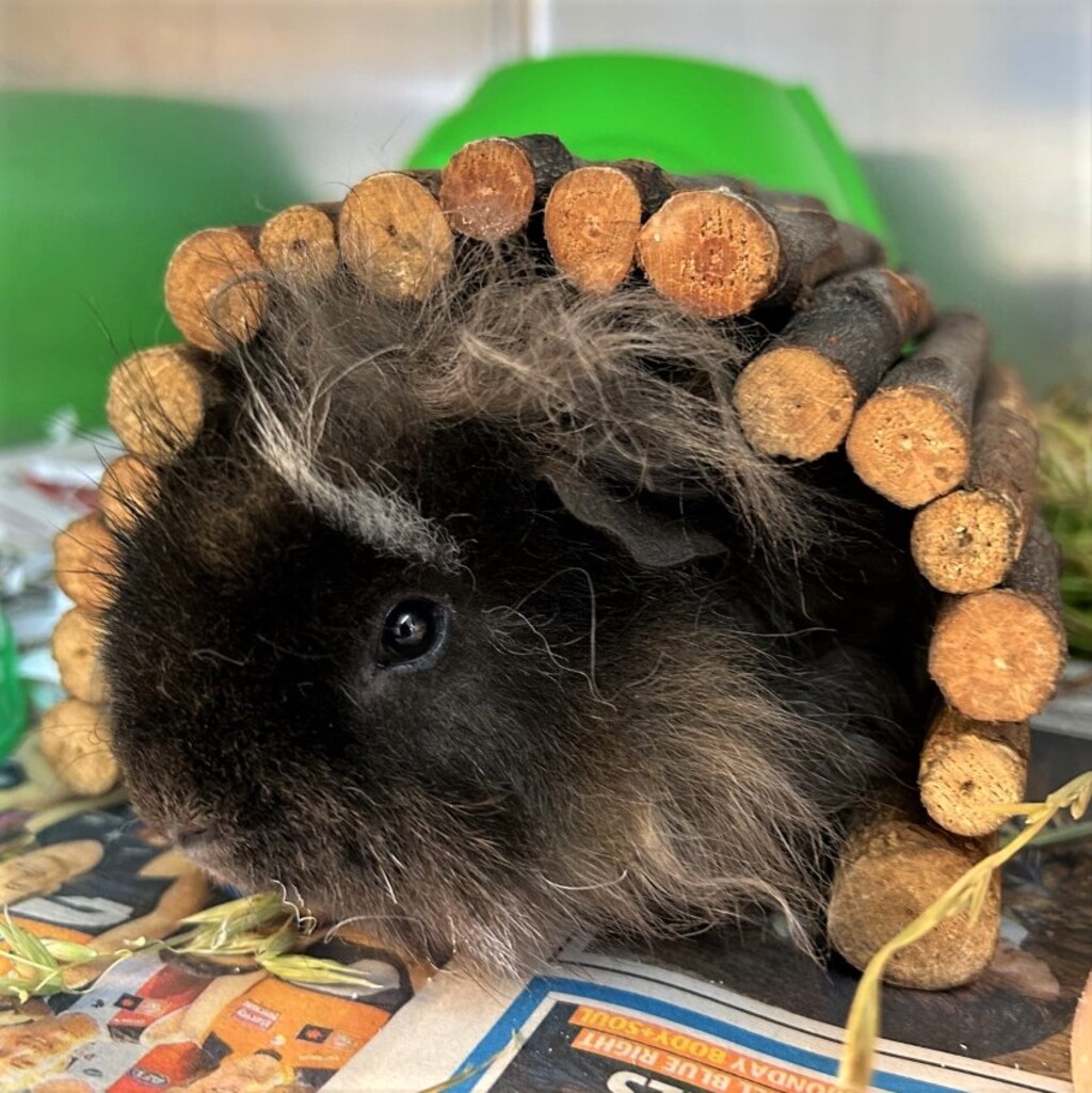 Jinx - Male Short-hair Sheba Guinea Pig in VIC - PetRescue