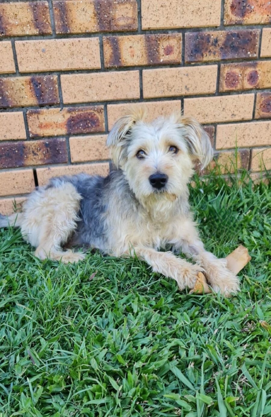 Teddy - Medium Male Australian terrier Mix Dog in QLD - PetRescue