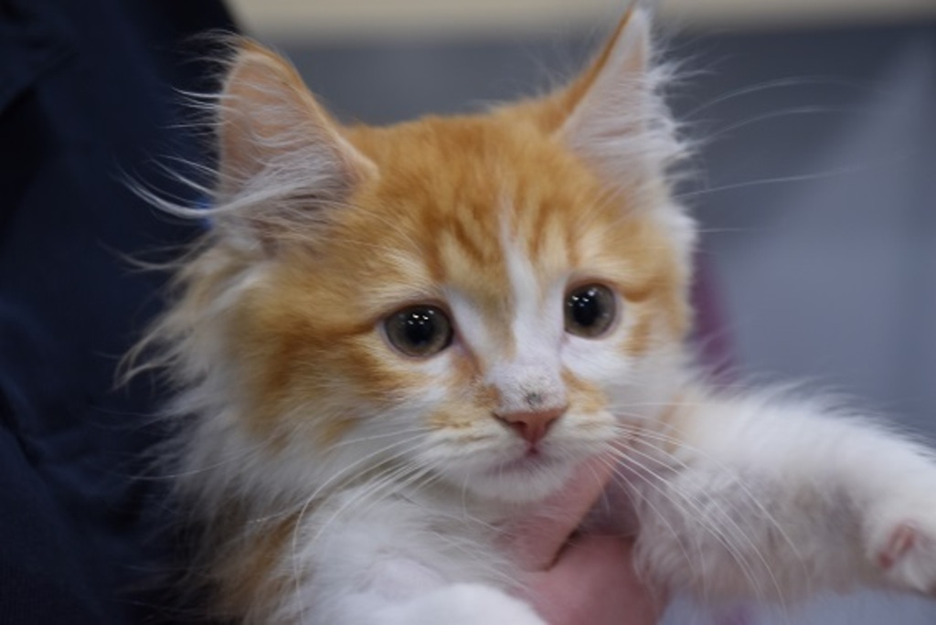 Sig - Male Domestic Medium Hair Mix Cat in VIC - PetRescue