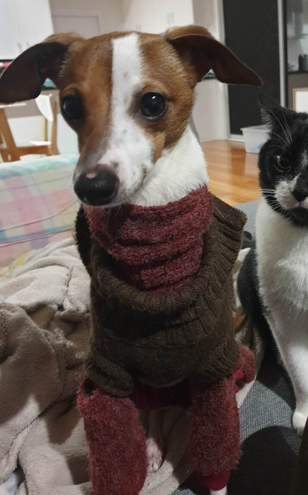 Bella - Small Female Italian Greyhound Dog in VIC - PetRescue