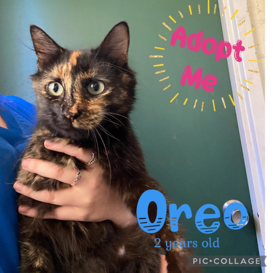 Oreo - Female Domestic Medium Hair Cat in NSW - PetRescue