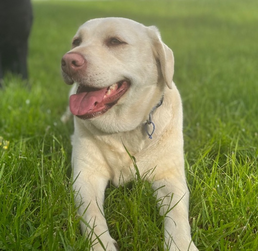 Gracie - Medium Female Labrador Mix Dog in VIC - PetRescue