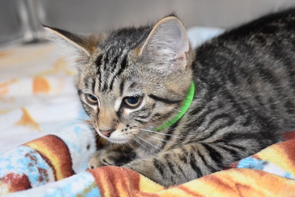 Trent - Male Domestic Short Hair Mix Cat in VIC - PetRescue