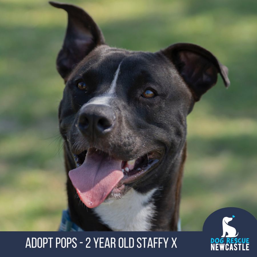 Pops - 2 Year Old Staffy X - On Trial 8/1/23 - Large Male Staffy Mix ...