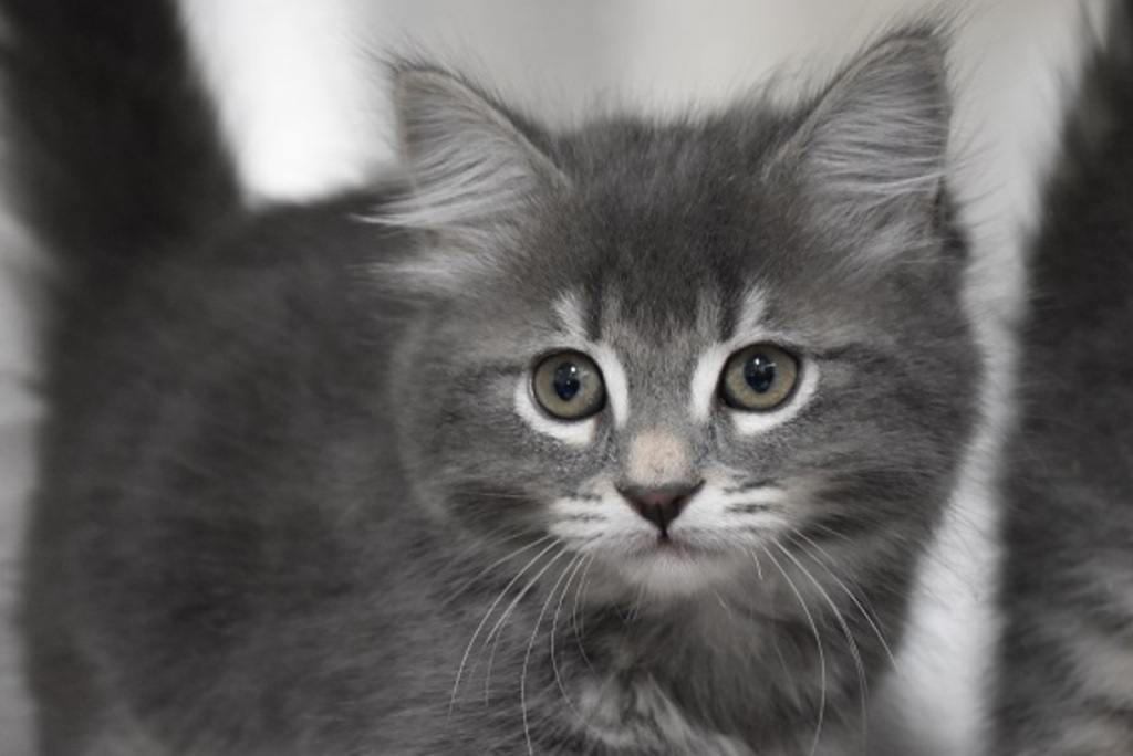 Milo - Male Domestic Longhair Mix Cat in VIC - PetRescue