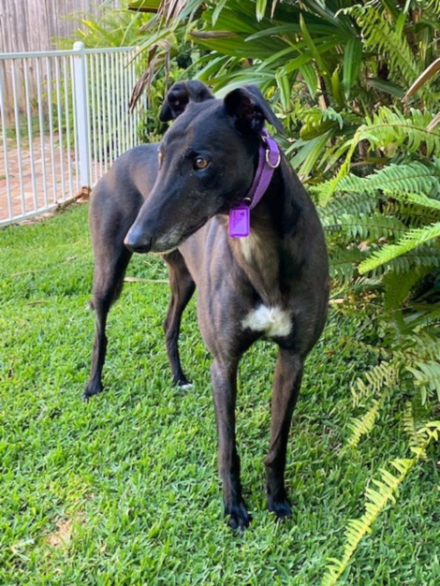 Espen - Large Male Greyhound Dog in NSW - PetRescue