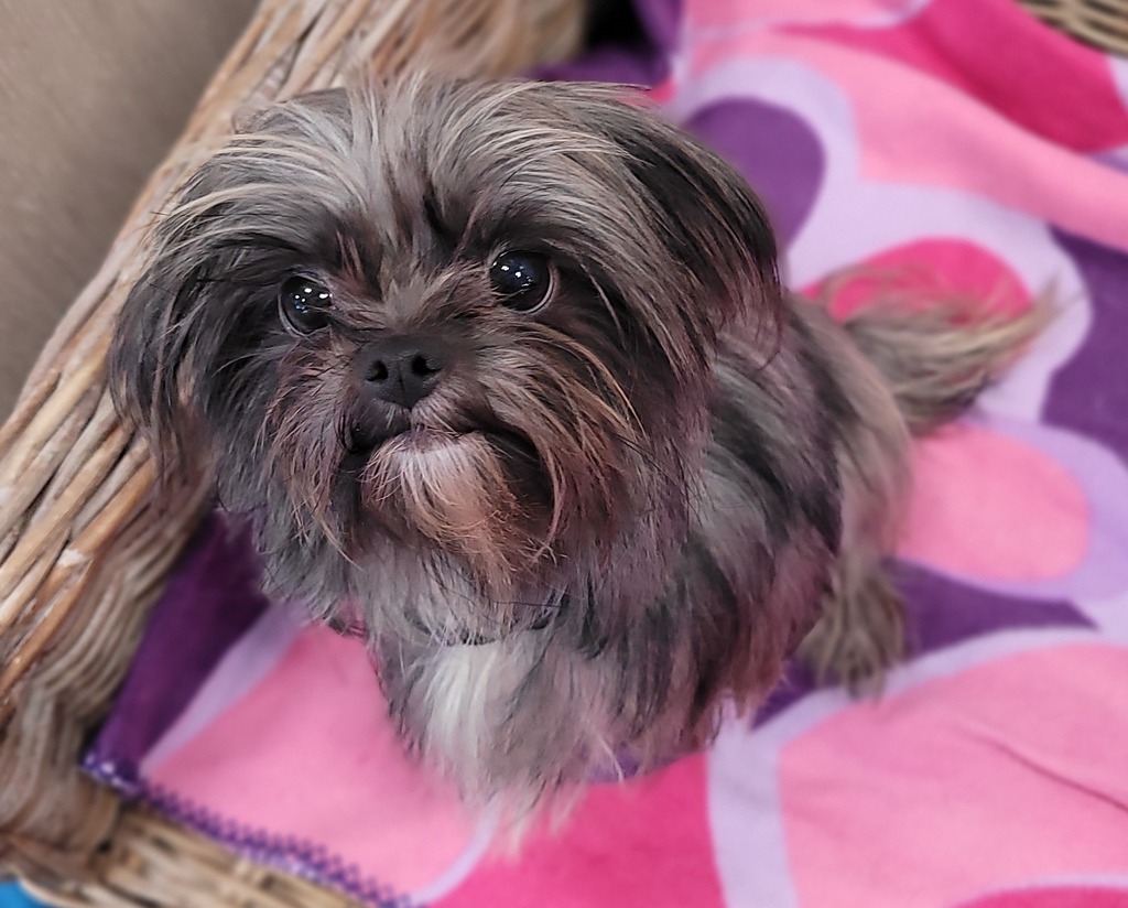 Flora - Small Female Japanese Chin x Yorkshire Terrier Mix Dog in QLD ...