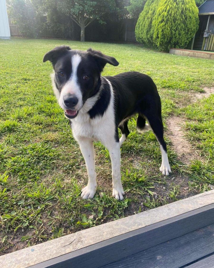 Hank - Medium Male Border Collie Dog in VIC - PetRescue