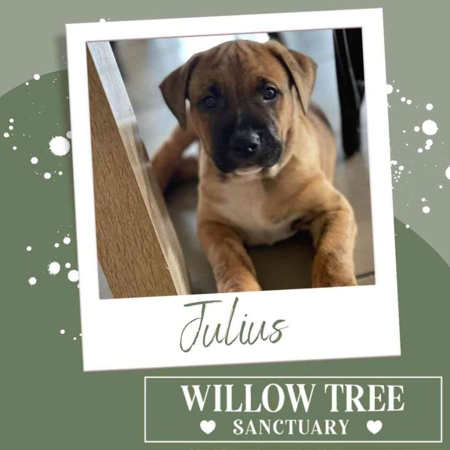 Julius - Medium Male Mixed Breed Dog in QLD - PetRescue