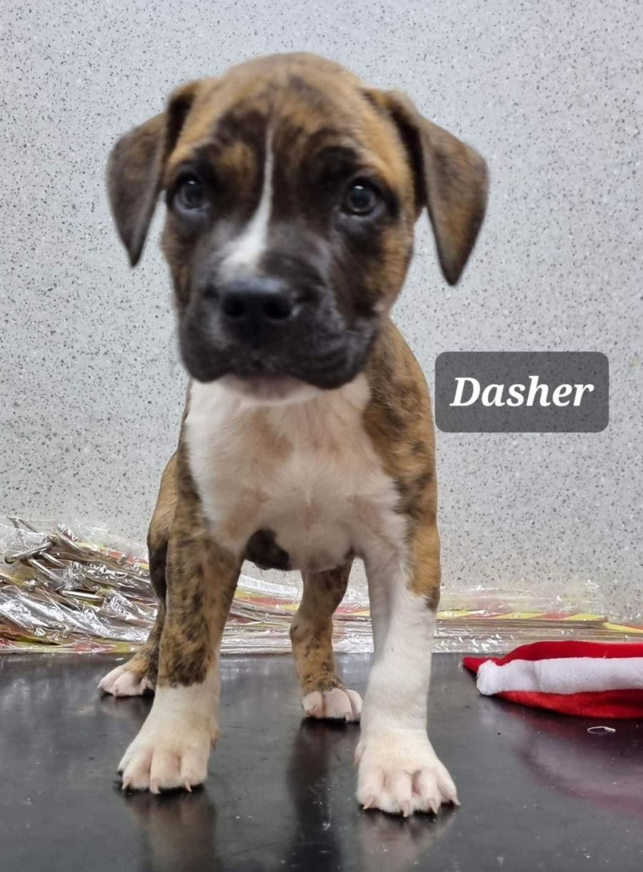 Dasher - Medium Male Mastiff Mix Dog in NSW - PetRescue