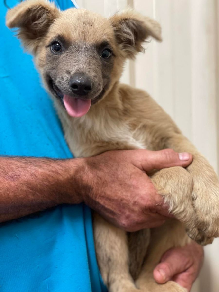 Vera - Medium Female Mixed Breed Dog in QLD - PetRescue