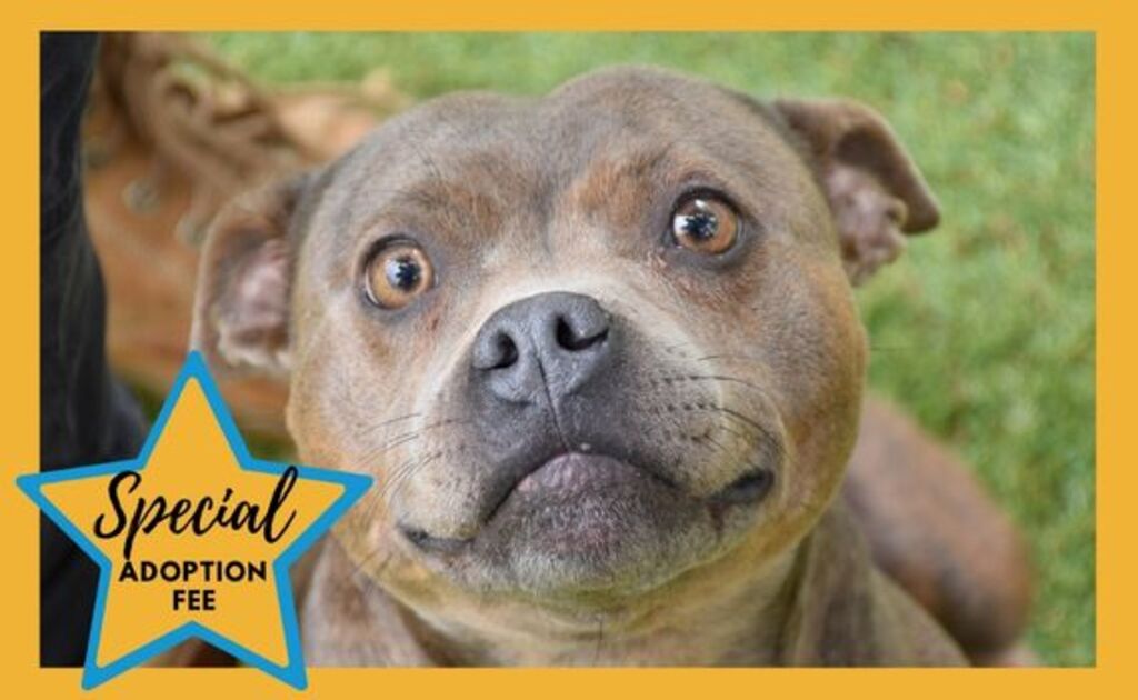 Britney - Small Female English Staffy Mix Dog in VIC - PetRescue