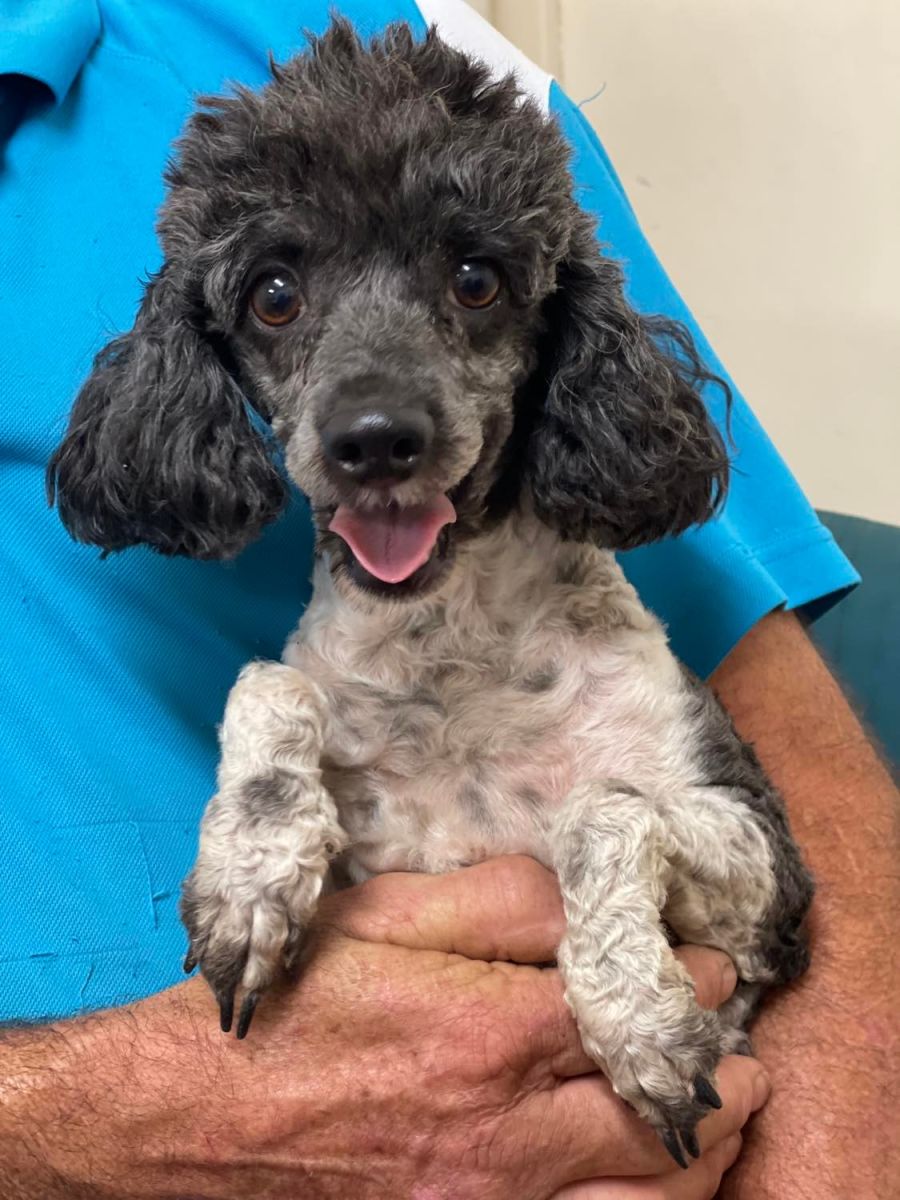 Stella - Small Female Poodle Dog in QLD - PetRescue