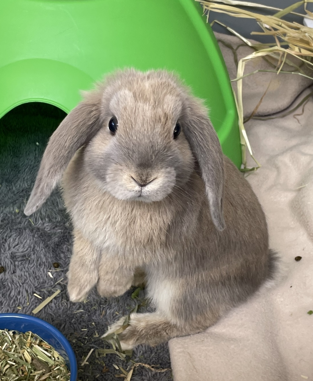 Harry - Male Mini Lop Mix Rabbit in ACT - PetRescue