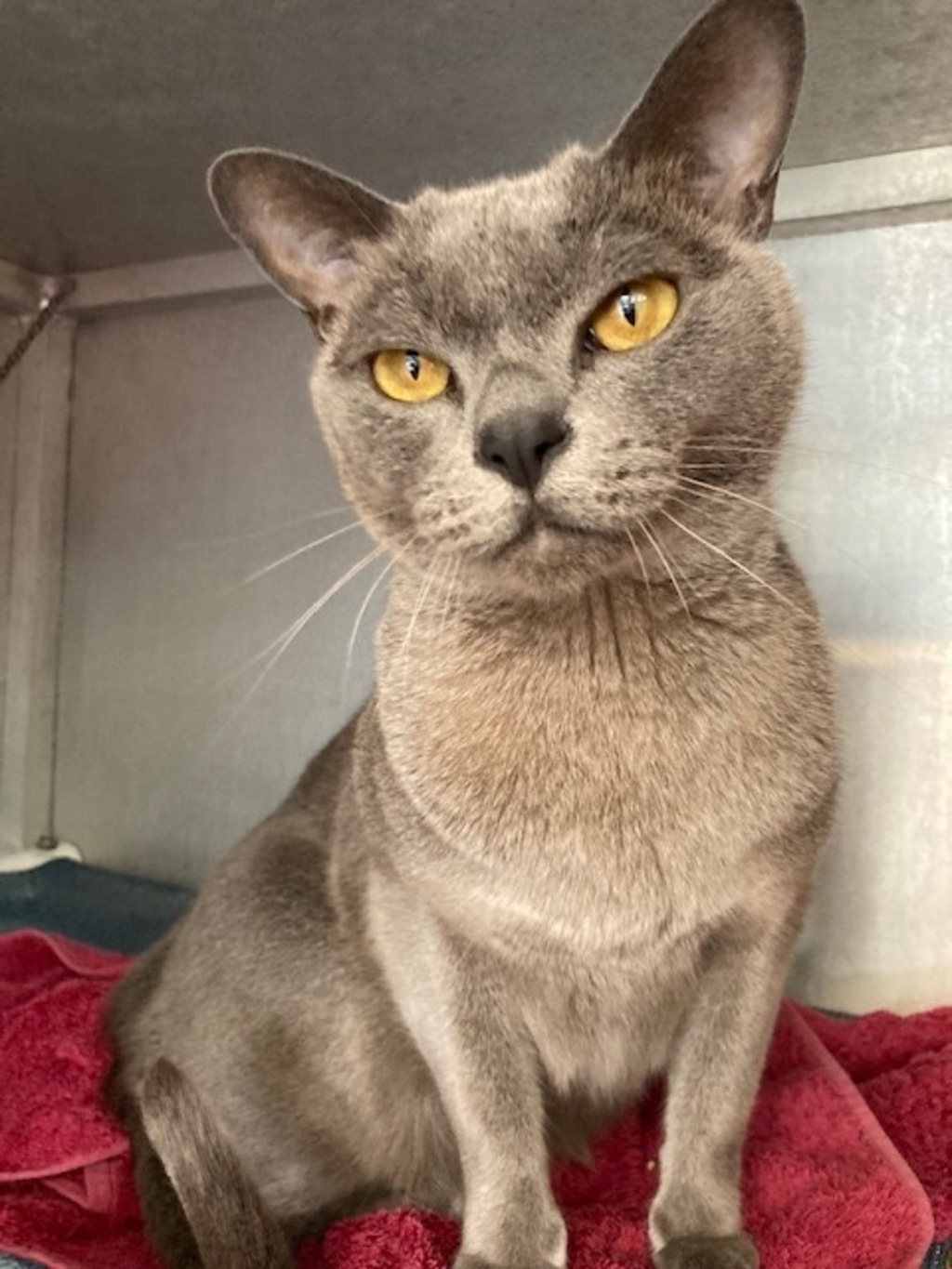 Allan - Male Burmese Mix Cat in QLD - PetRescue