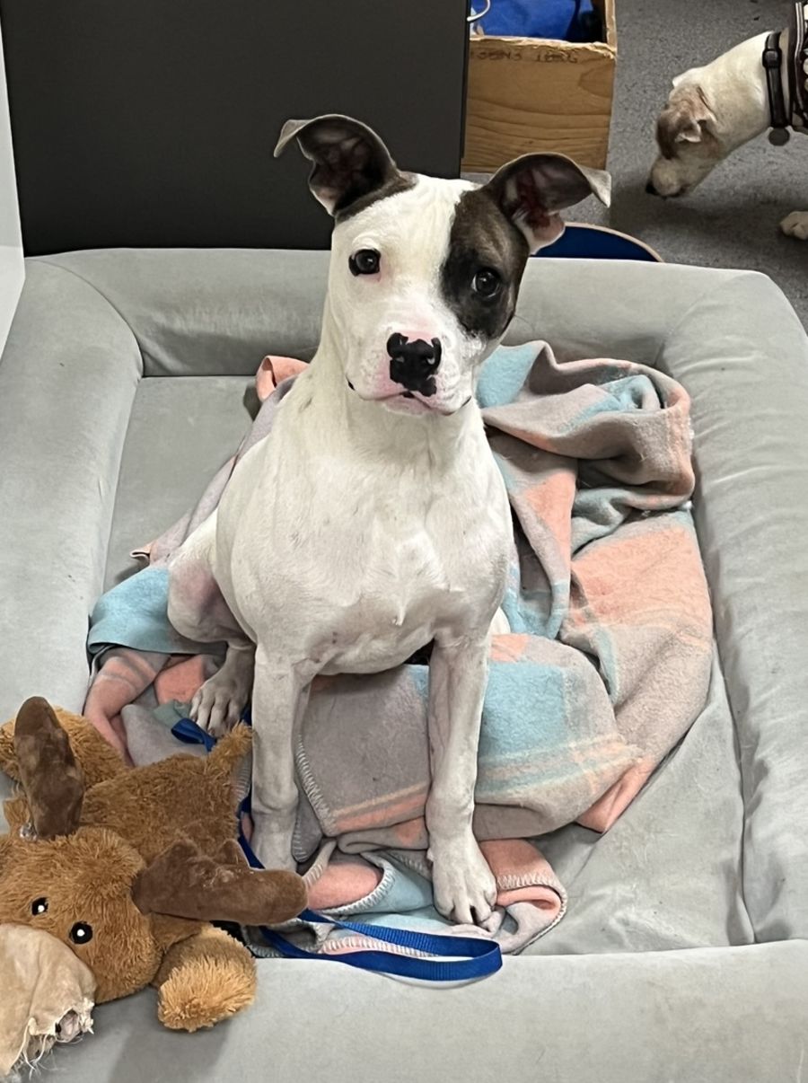 Dyson - Medium Male Staffy x Jack Russell Terrier x Whippet Mix Dog in ...