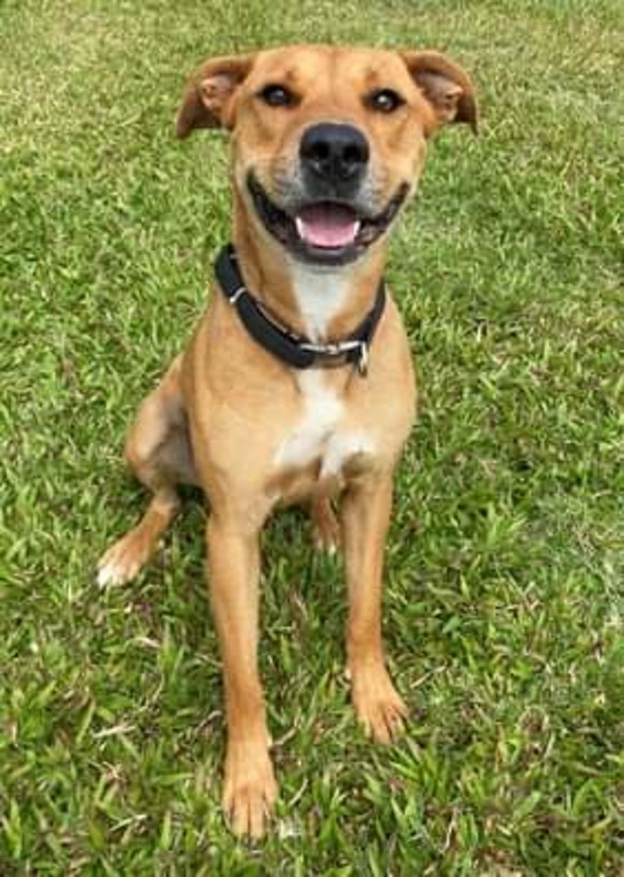 Kristoff - Medium Male Ridgeback Mix Dog in QLD - PetRescue