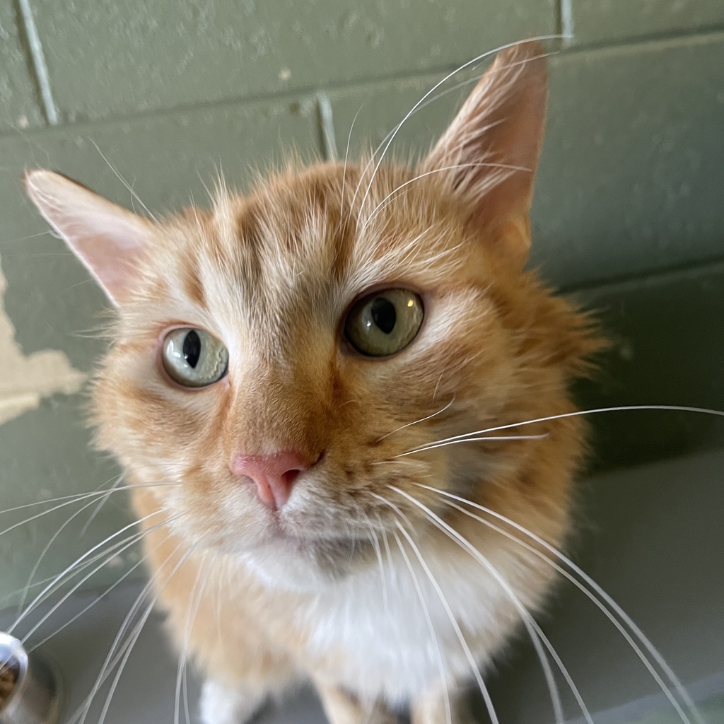 Lancelot - Male Domestic Medium Hair Mix Cat in VIC - PetRescue
