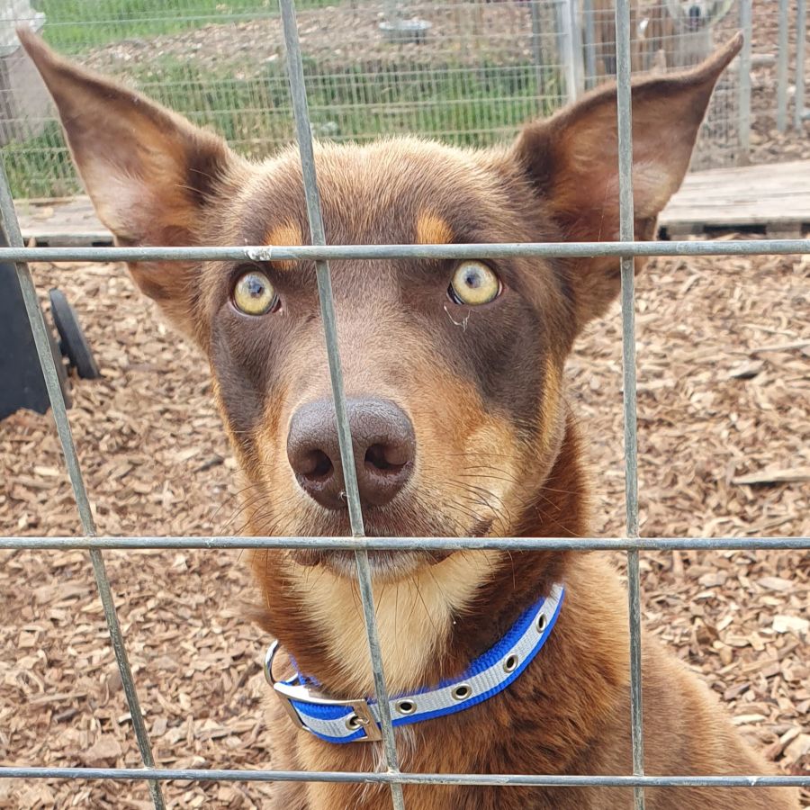 Rhett - Medium Male Kelpie Dog in NSW - PetRescue