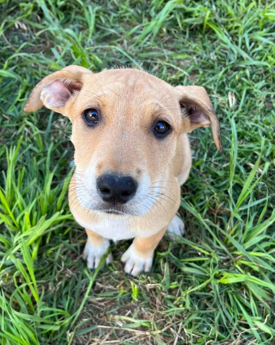 Lexi - Large Female Labrador Mix Dog in VIC - PetRescue