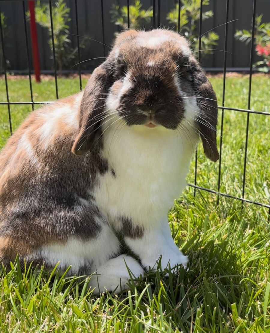 Dobby - Male Mini Lop Rabbit in ACT - PetRescue