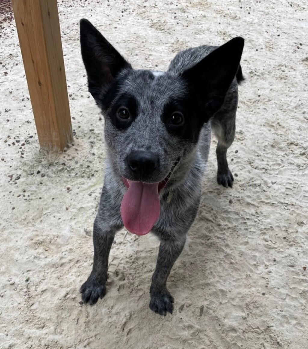 Ned - Medium Male Smithfield Cattle Dog Dog in VIC - PetRescue