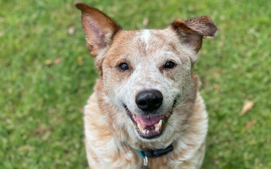 Louis - Medium Male Heeler Mix Dog in VIC - PetRescue