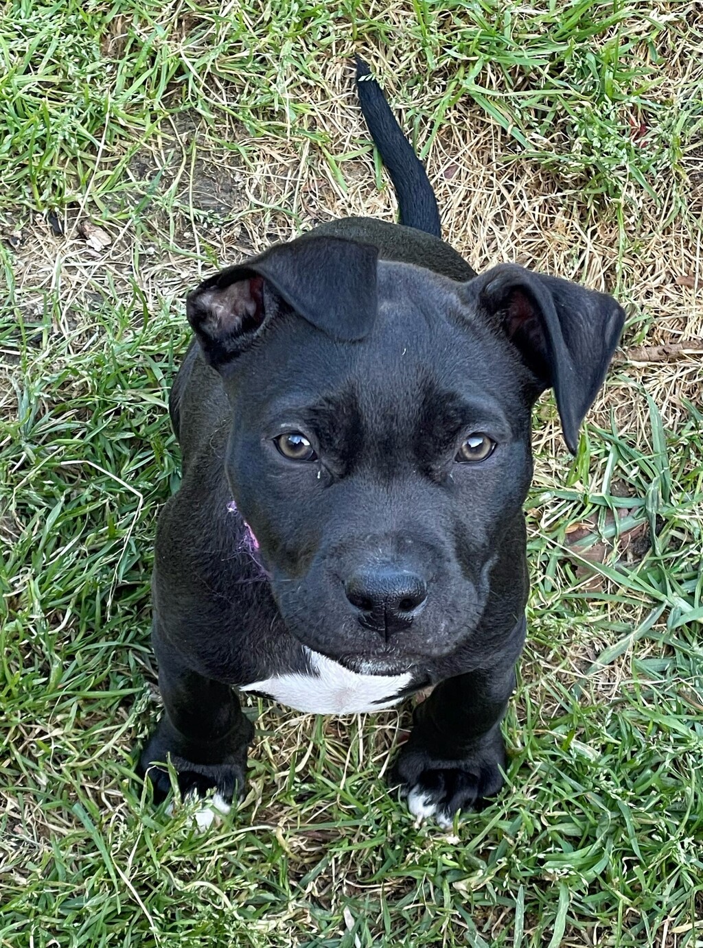 Angel - Small Female Mastiff x Staffordshire Bull Terrier Mix Dog in ...