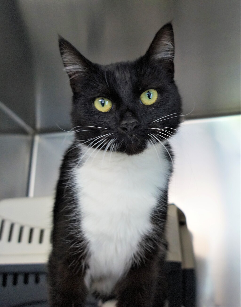 Nora - Female Domestic Short Hair Mix Cat in TAS - PetRescue