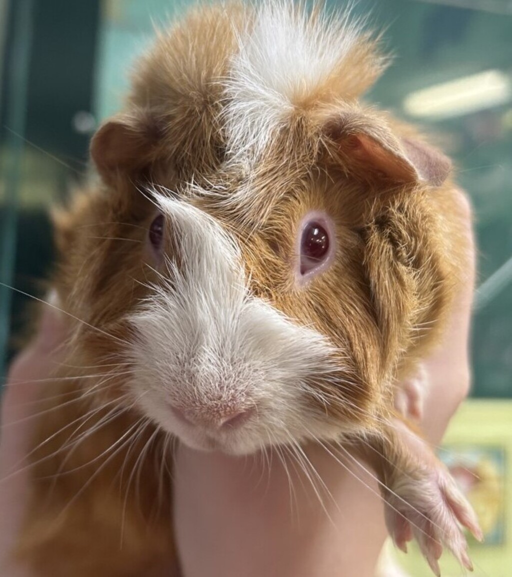 Maxy - Male Short-hair Abyssinian Mix Guinea Pig in QLD - PetRescue