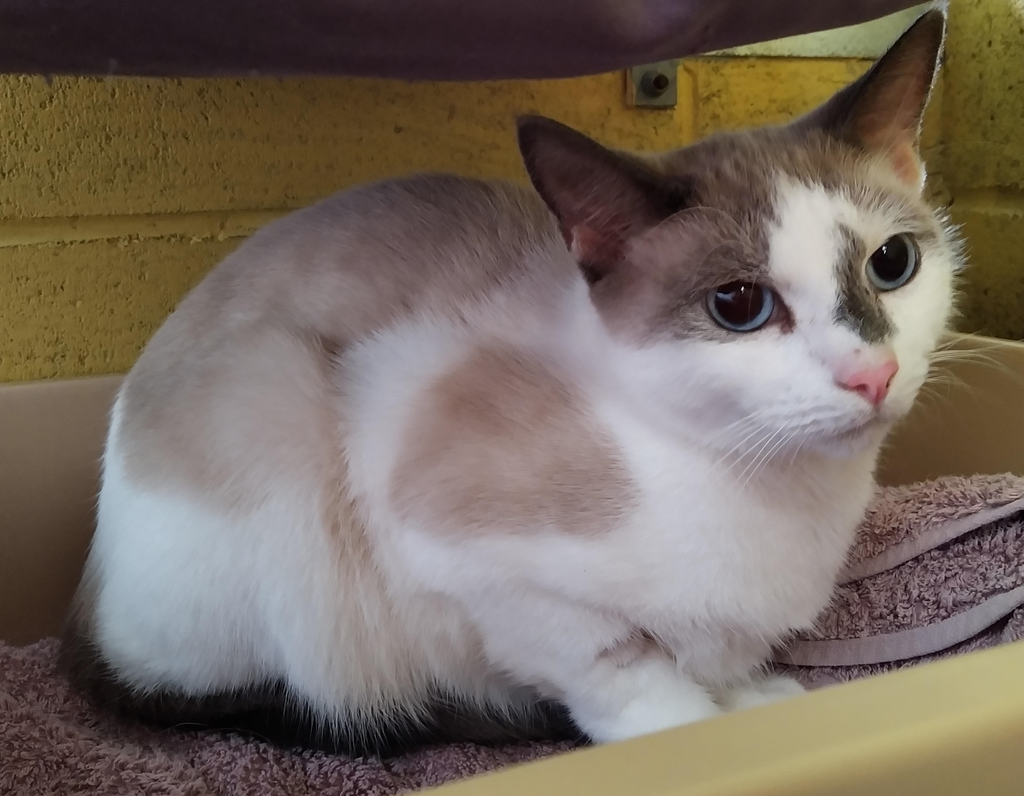 Luna - Female Snowshoe Mix Cat in QLD - PetRescue