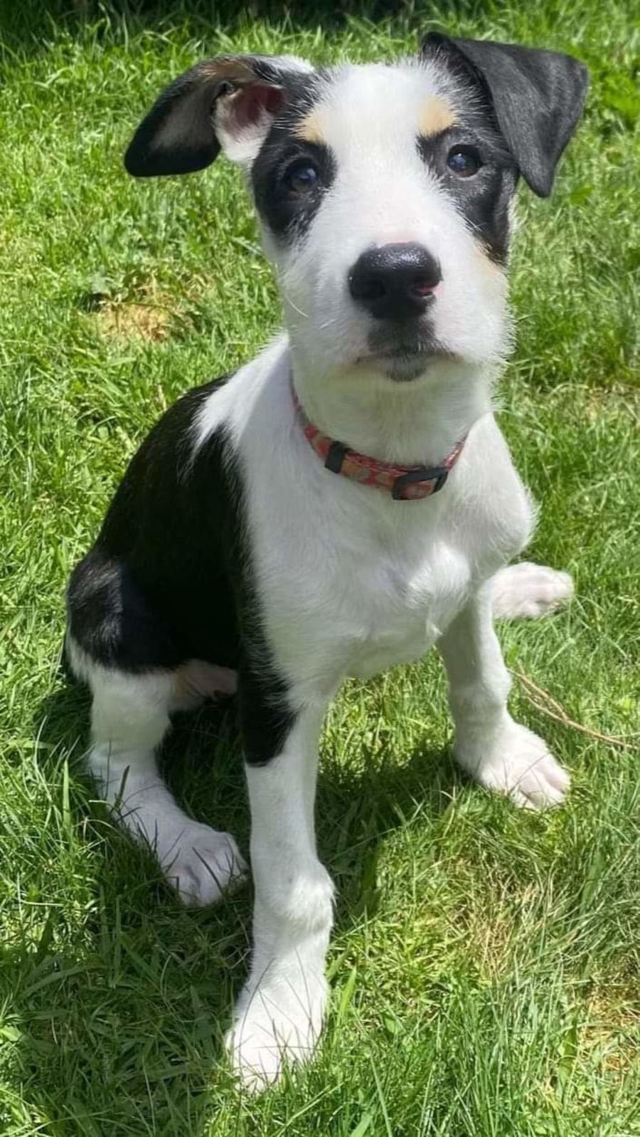 Poppy - Large Female Irish Wolfhound x Border Collie Mix Dog in VIC ...