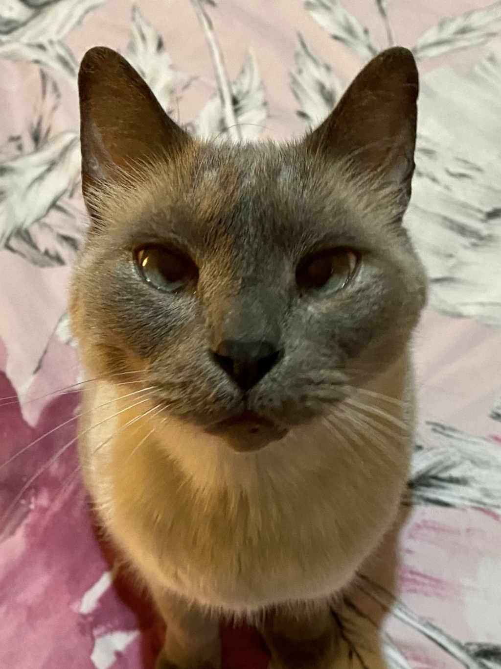 Sonni - Male Tonkinese Mix Cat in WA - PetRescue